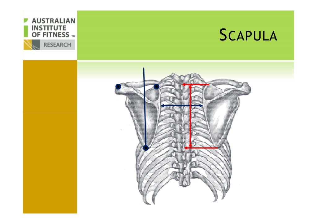Square shoulders strong arms