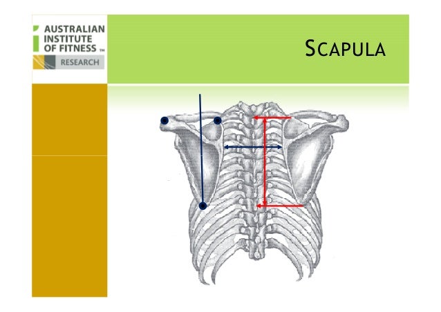 Square shoulders strong arms