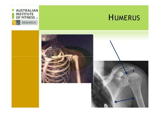 Square shoulders strong arms