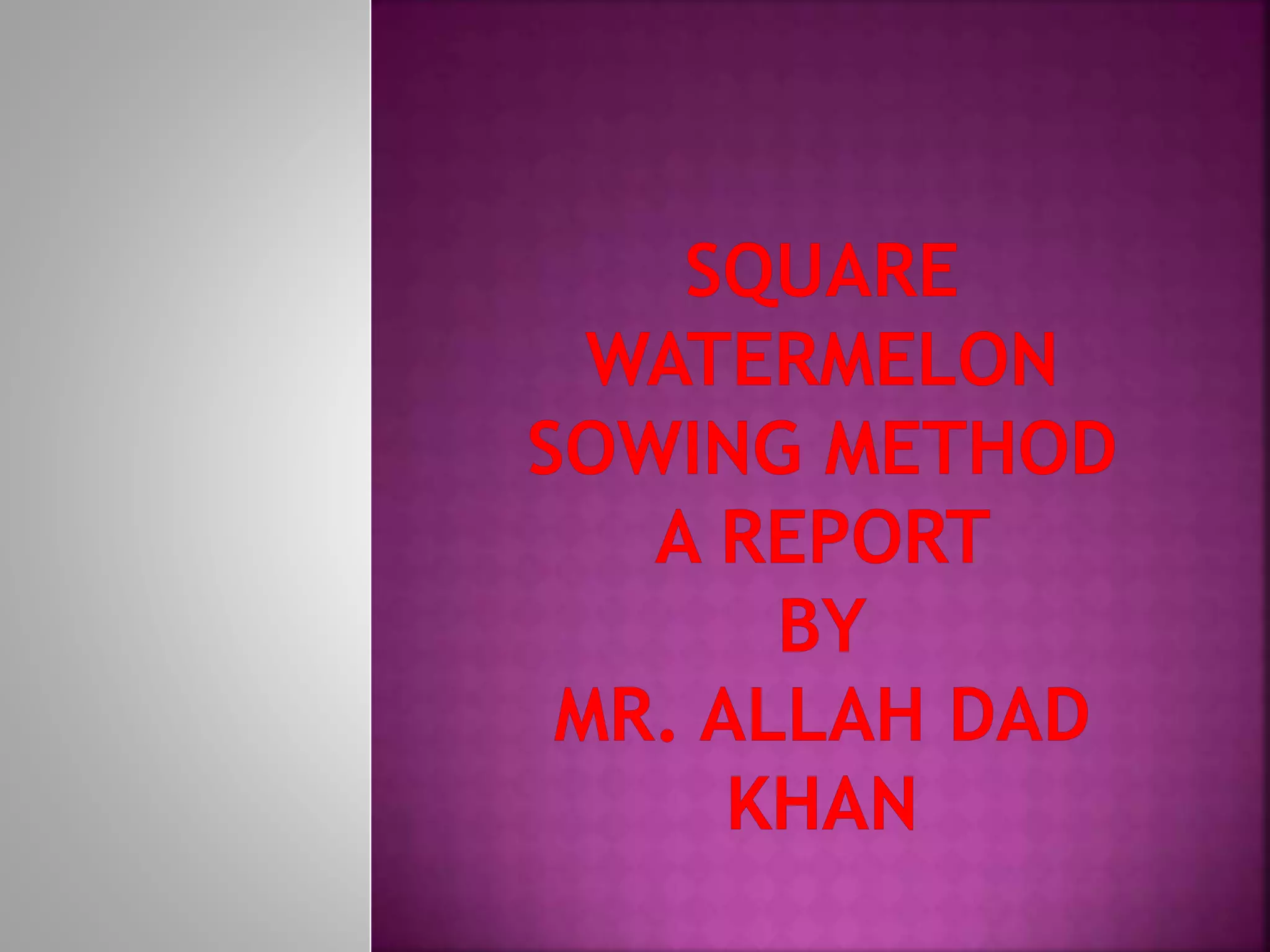 Square watermelon sowing method A Presentation By Mr Allah Dad Khan ...