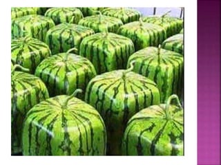 Square watermelon sowing method A Presentation By Mr Allah Dad Khan ...