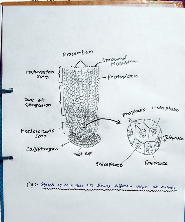 Squash preperation of Onion root tip for mitosis.pdf | Biological ...