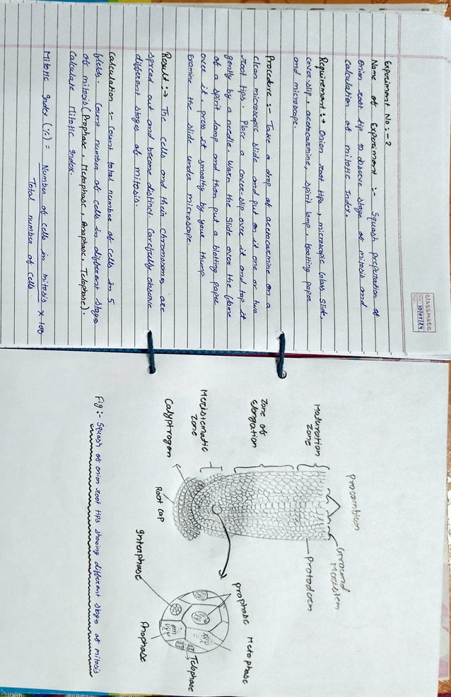 Squash preperation of Onion root tip for mitosis.pdf | Biological ...