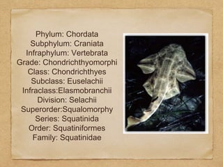 Peces: Orden Squatiniformes (Tiburones ángel) | PPTX