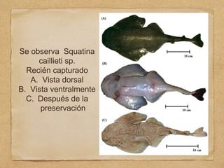 Peces: Orden Squatiniformes (Tiburones ángel) | PPTX