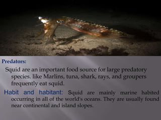 Squid | PPTX