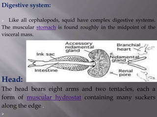 Digestive System Of A Squid