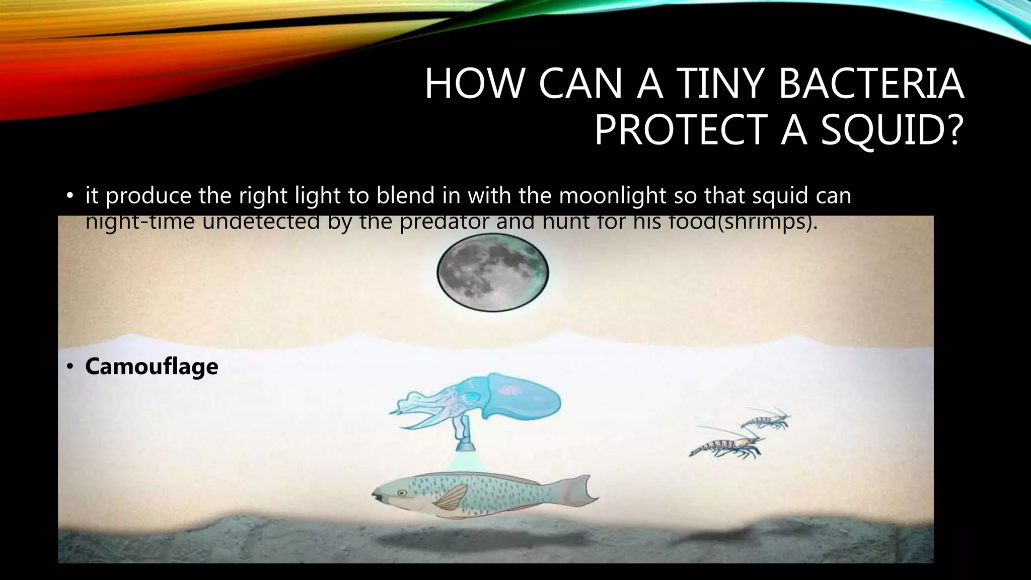 The Hawaiian bobtail squid and its light producing Bacteria (Vibrio ...