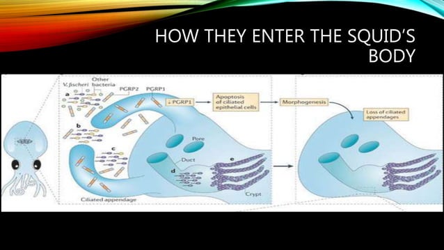 The Hawaiian bobtail squid and its light producing Bacteria (Vibrio fischeri ) | PPTX