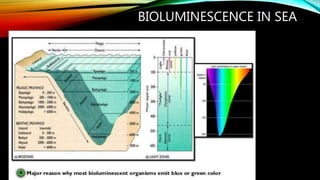 The Hawaiian bobtail squid and its light producing Bacteria (Vibrio ...