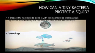 The Hawaiian bobtail squid and its light producing Bacteria (Vibrio fischeri ) | PPTX