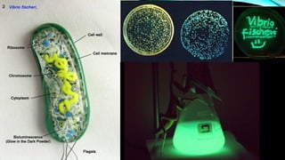 The Hawaiian bobtail squid and its light producing Bacteria (Vibrio fischeri ) | PPTX