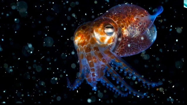 The Hawaiian bobtail squid and its light producing Bacteria (Vibrio fischeri )