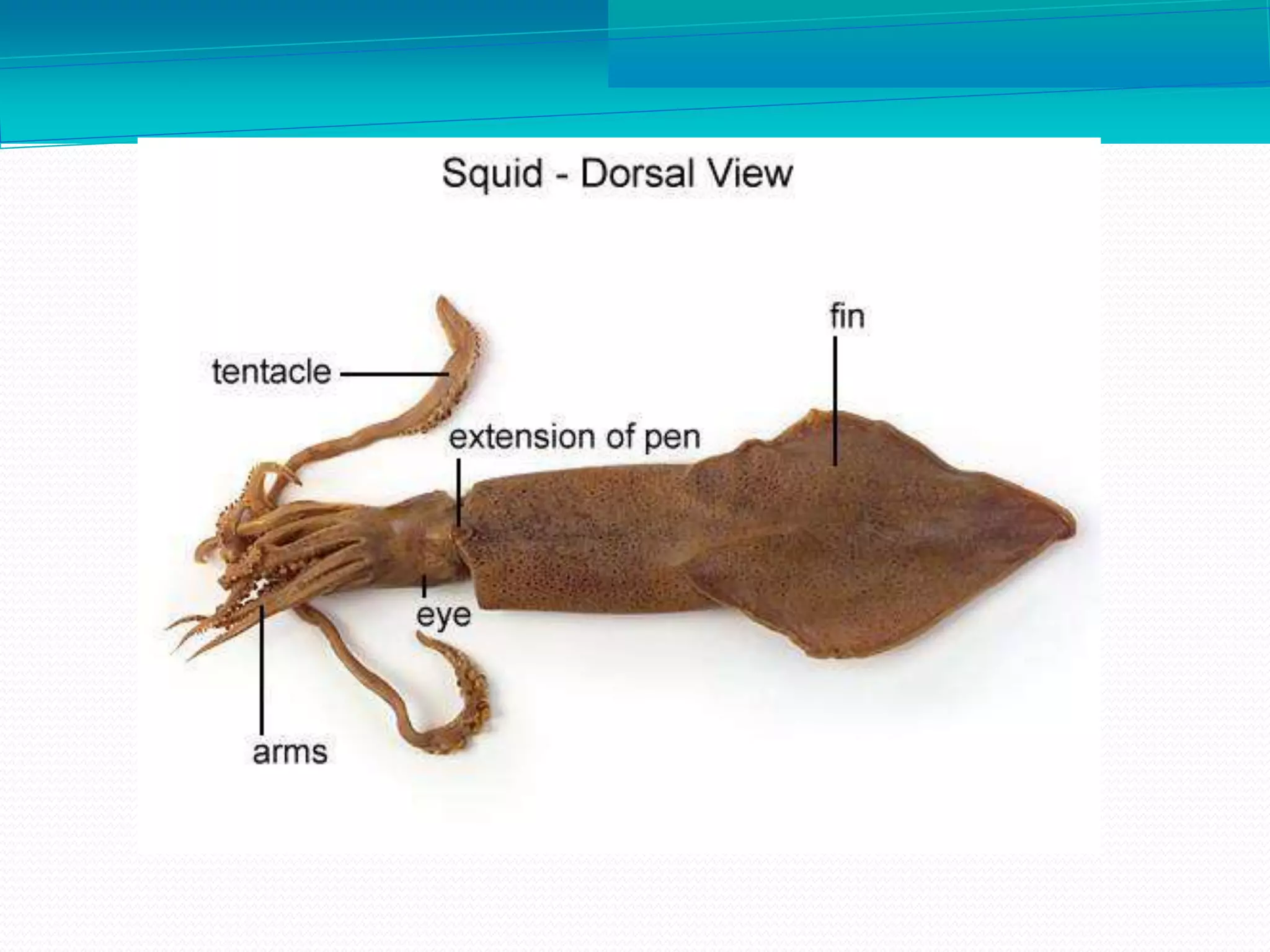 Squid dissection | PPTX