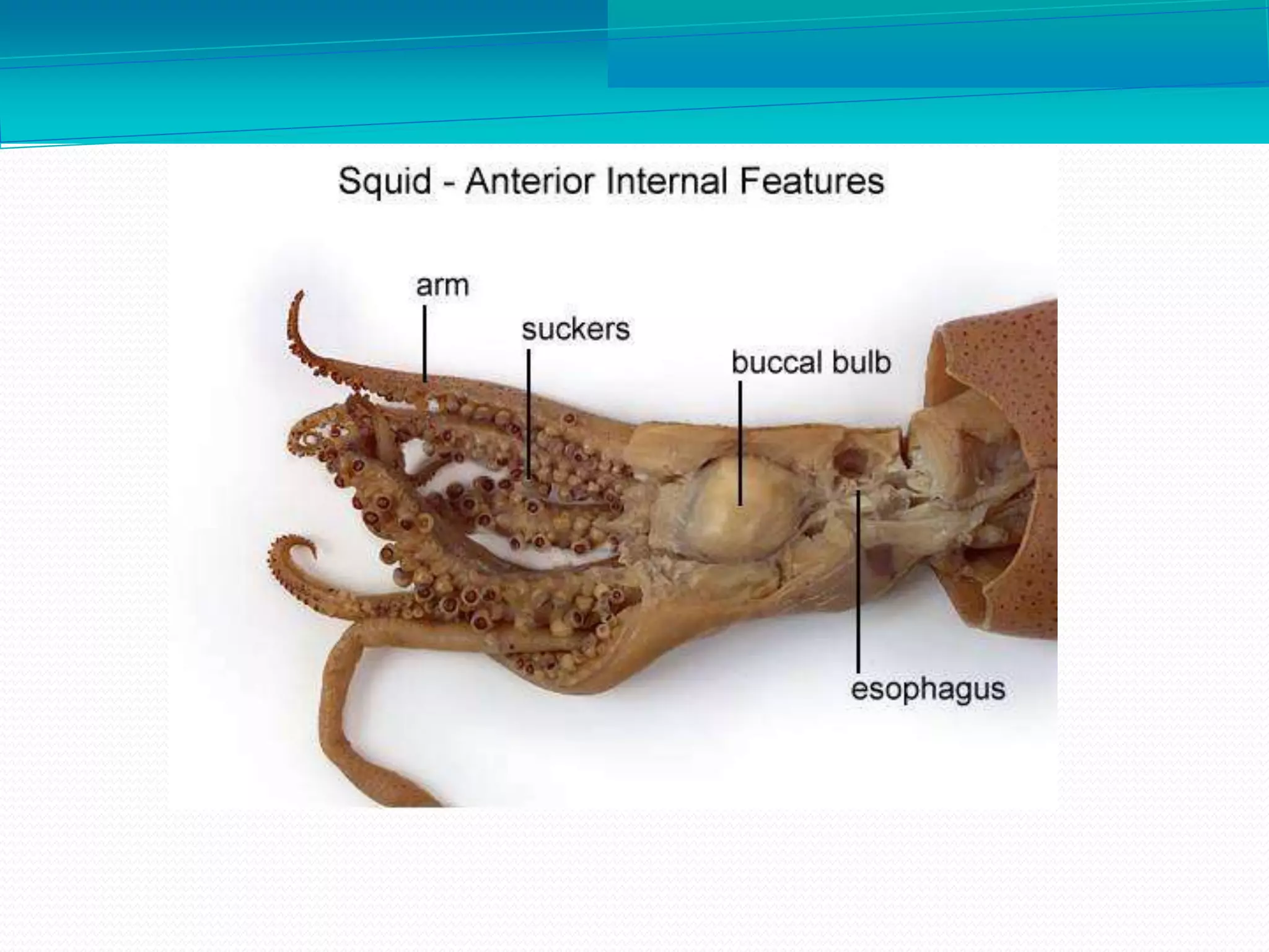 Squid dissection | PPTX