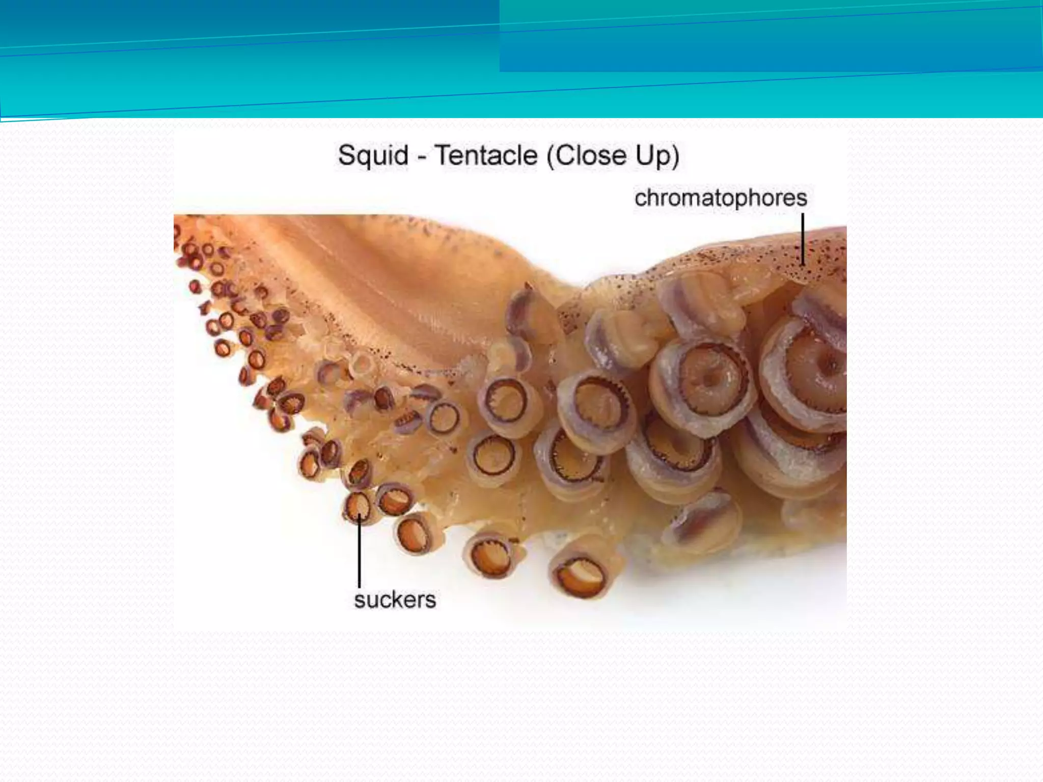 Squid dissection | PPTX