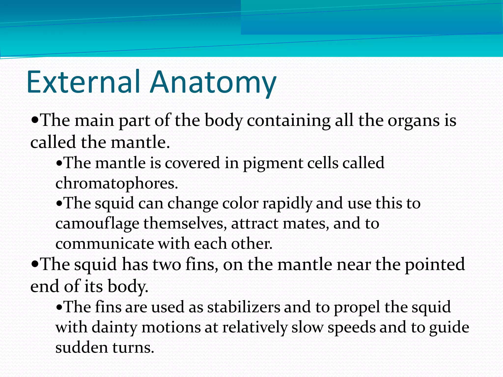 Squid dissection | PPTX