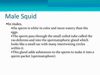 Squid dissection | PPTX