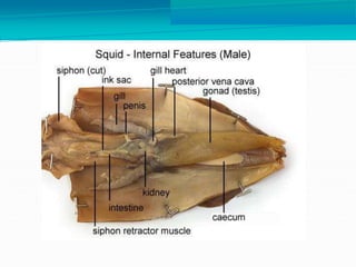 Squid dissection | PPTX