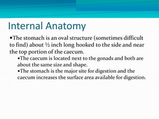 Squid dissection | PPTX