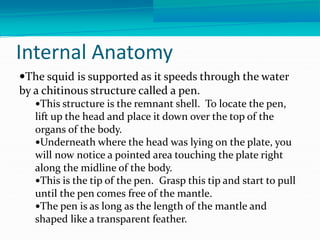 Squid dissection | PPTX
