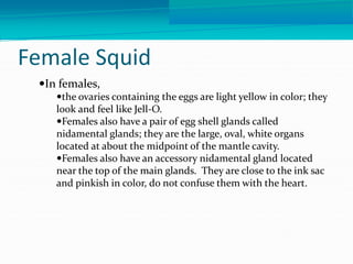 Squid Dissection Male Female