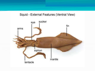 Male Squid Anatomy