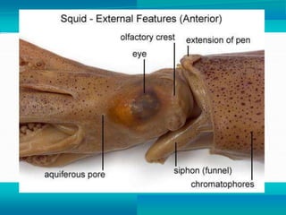 Squid Dissection Male Vs Female
