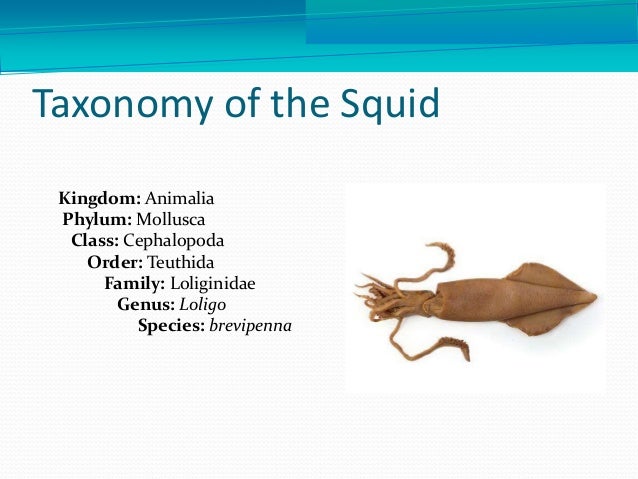 Anatomy of the squid phylum, squid skeleton | XAKY