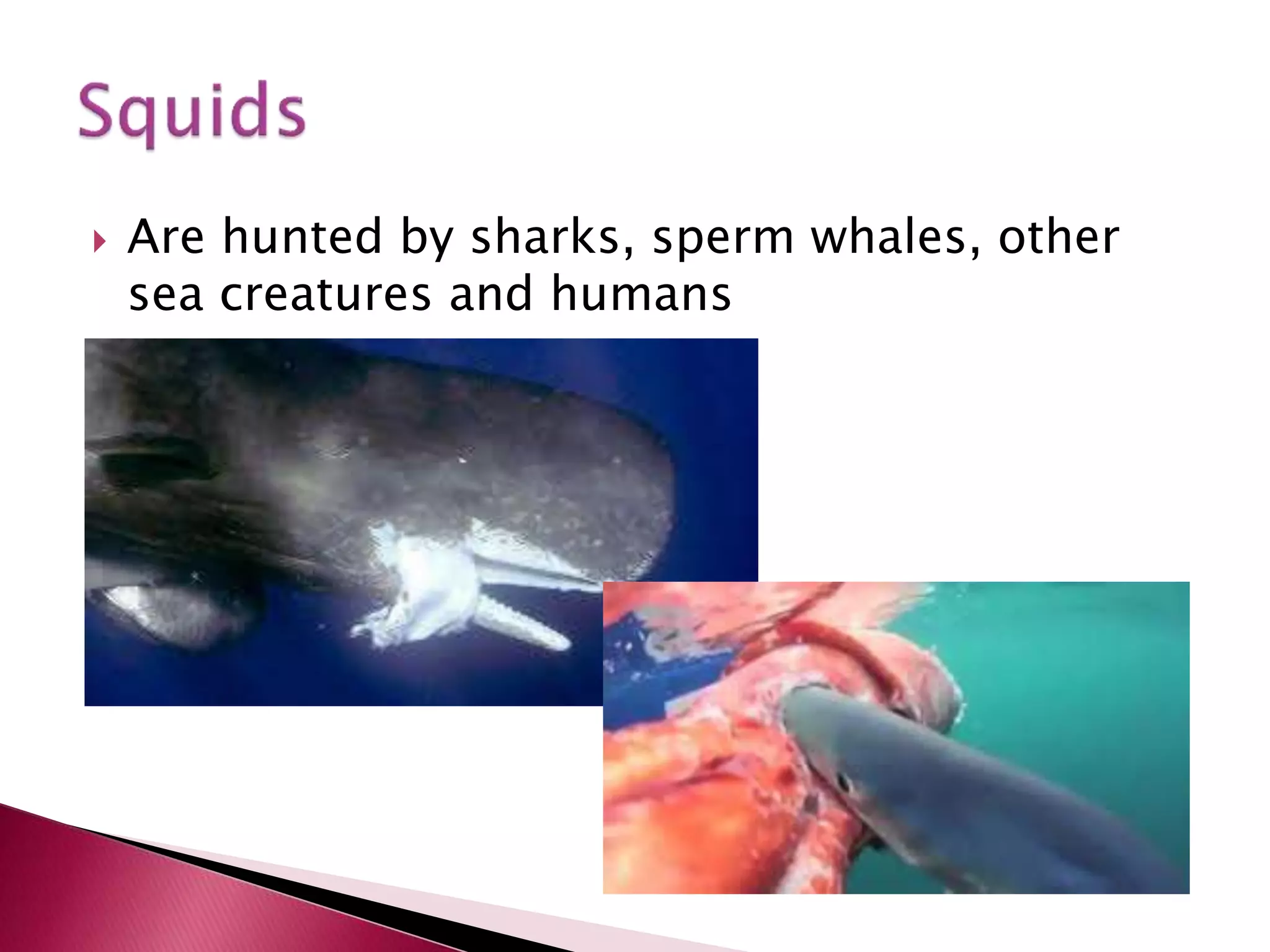 Squid Dissection Prelab | PPTX