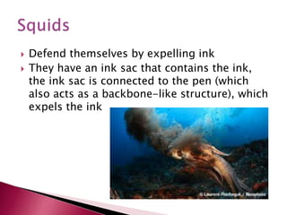 Squid Dissection Prelab | PPTX