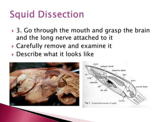 Squid Dissection Prelab | PPT