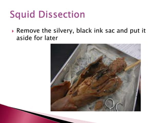 Squid Dissection Prelab | PPTX