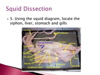 Squid Dissection Prelab | PPTX