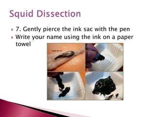 Squid Dissection Prelab | PPTX