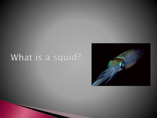 Squid Dissection Prelab | PPTX