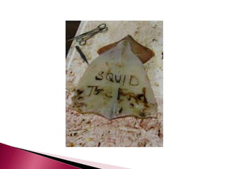 Squid Dissection Prelab | PPTX