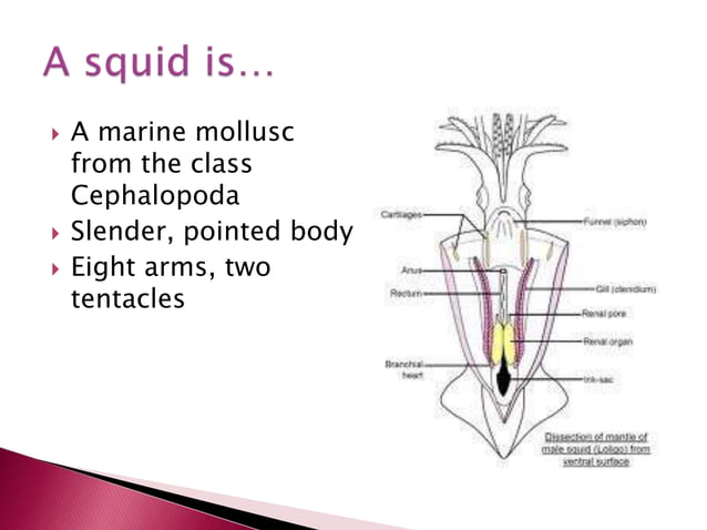 Squid Dissection Prelab | PPTX