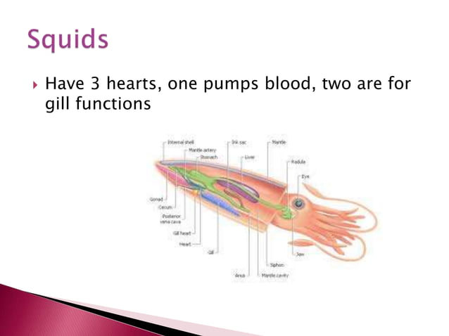 Squid Dissection Prelab | PPTX