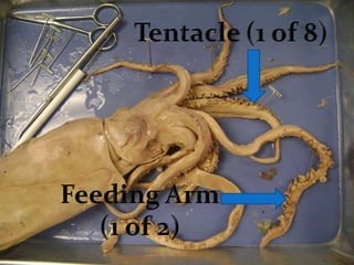 Squid Dissection Review | PPT