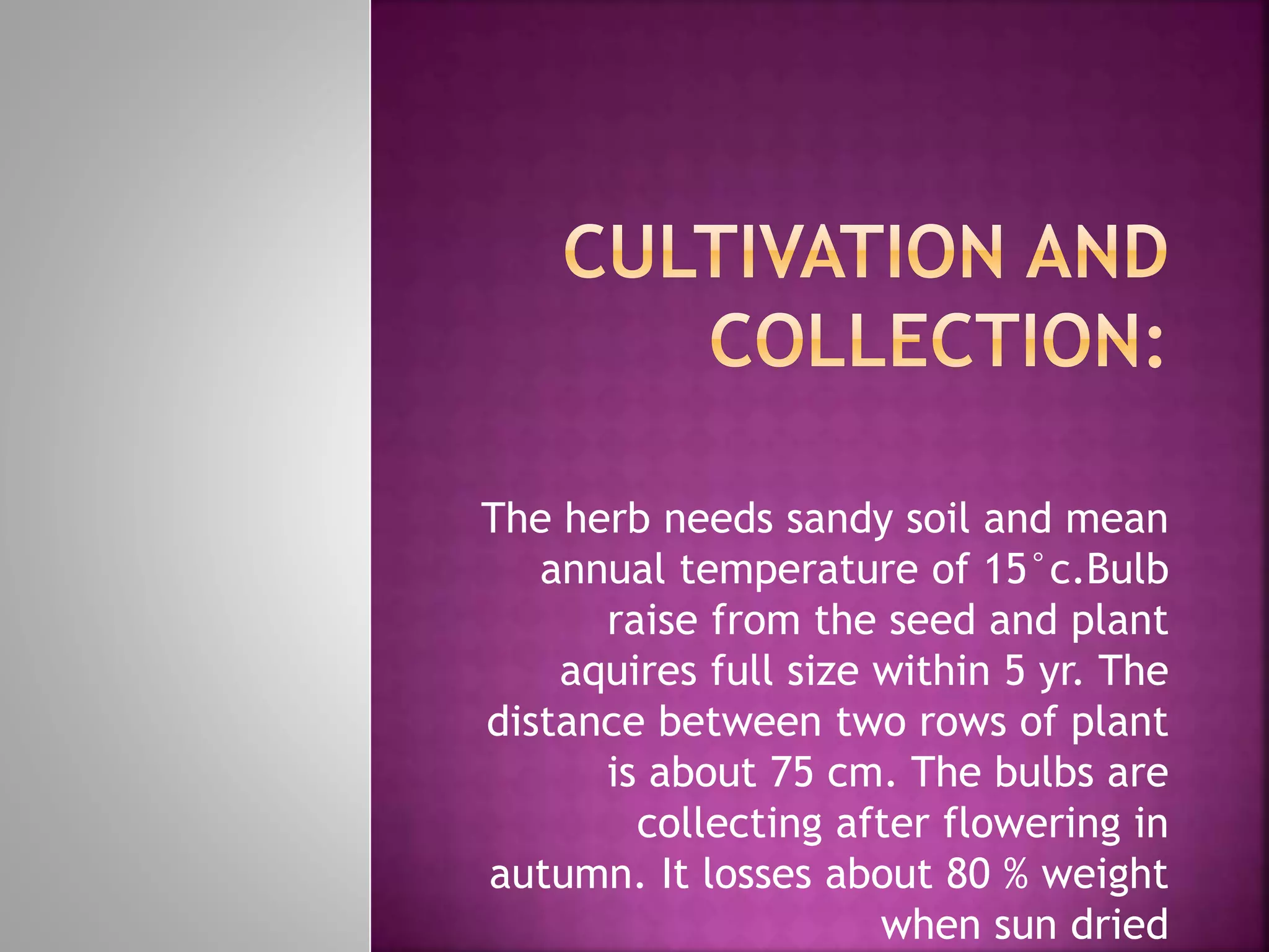 Squill Plant, Jangli Pyaaz (Pharmacognosy) | PPTX