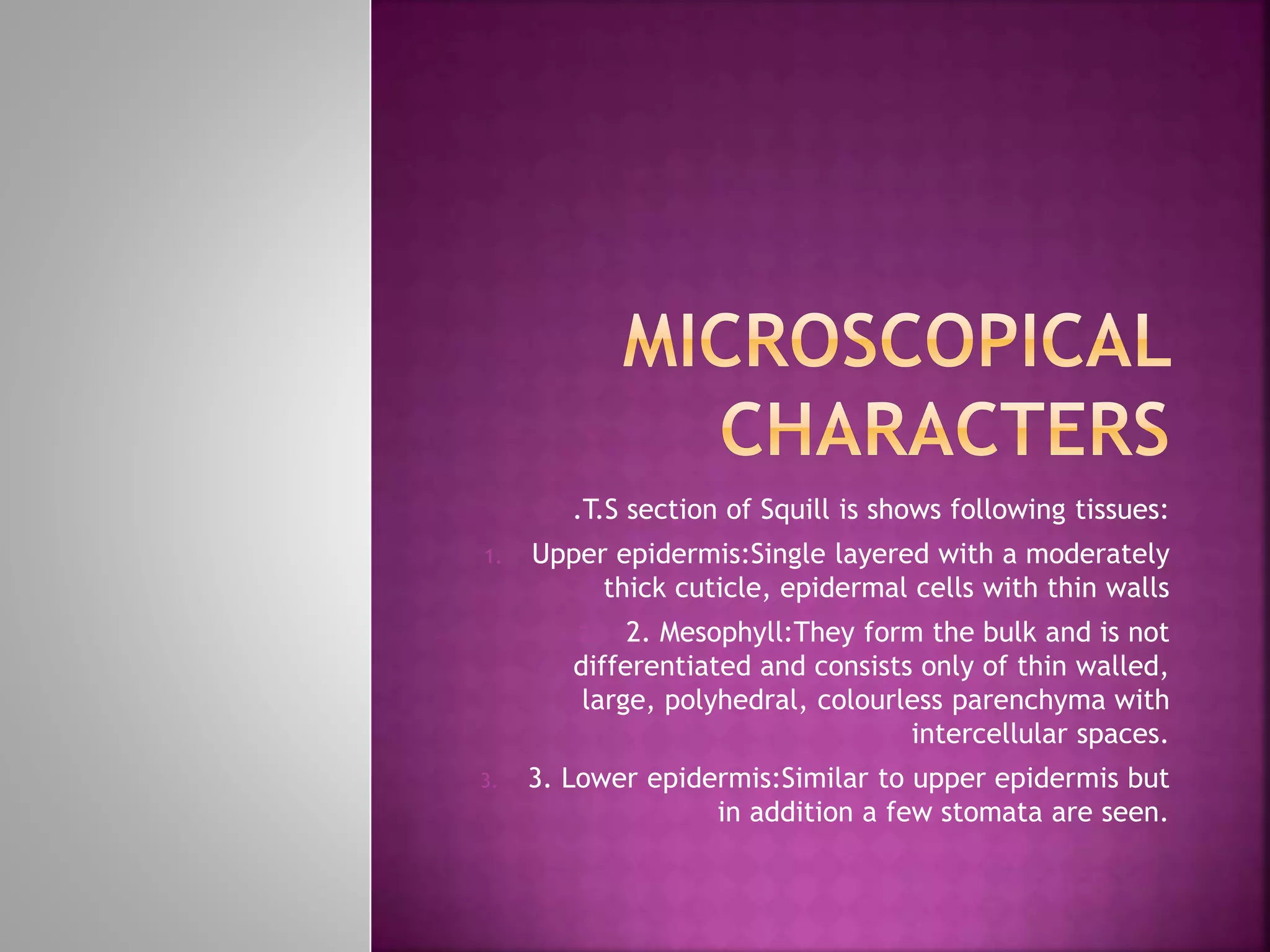 Squill Plant, Jangli Pyaaz (Pharmacognosy) | PPTX