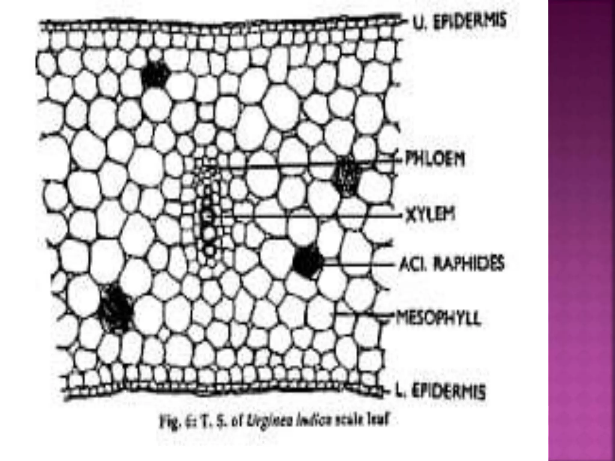 Squill Plant, Jangli Pyaaz (Pharmacognosy) | PPTX