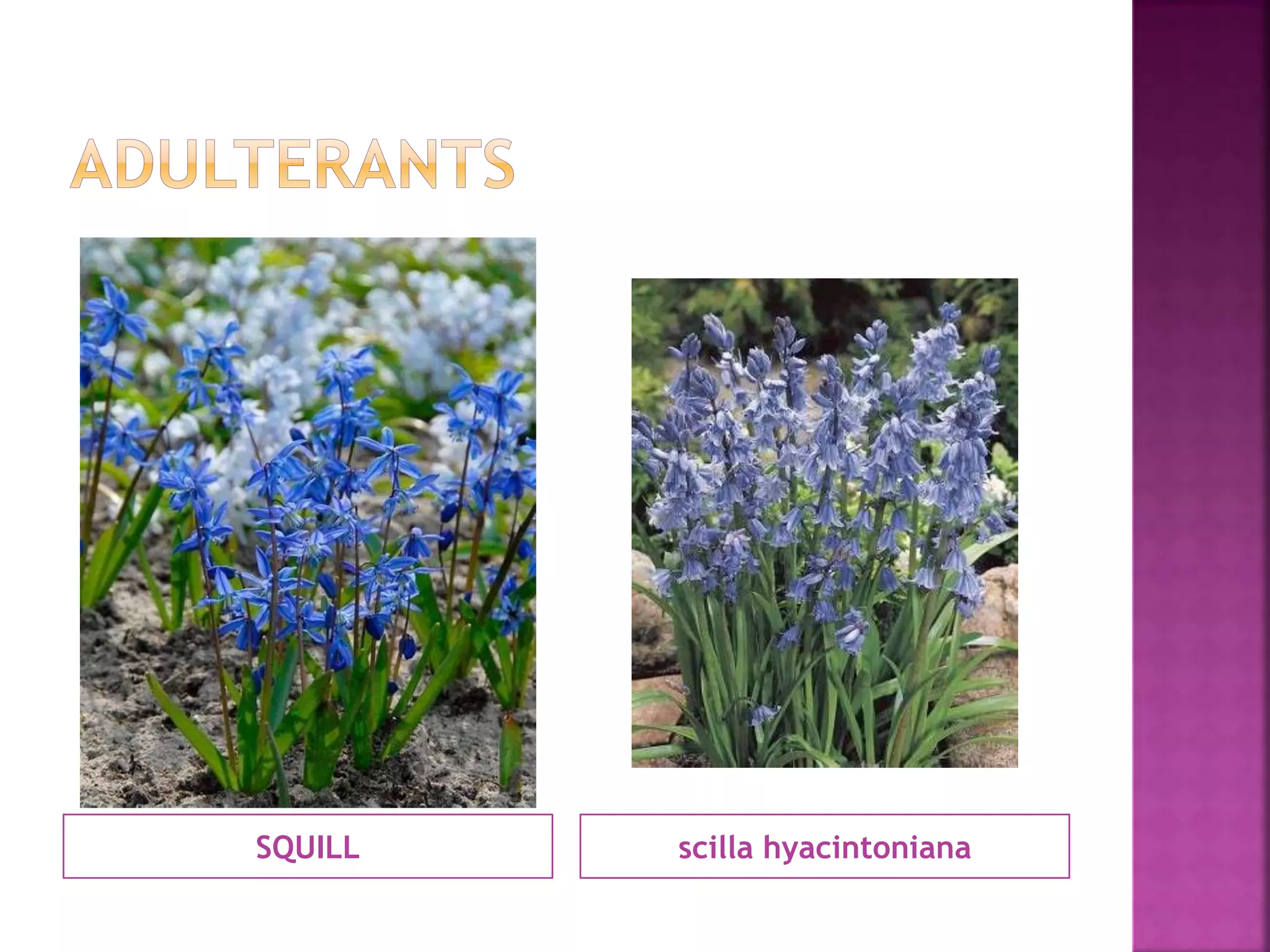 Squill Plant, Jangli Pyaaz (Pharmacognosy) | PPTX