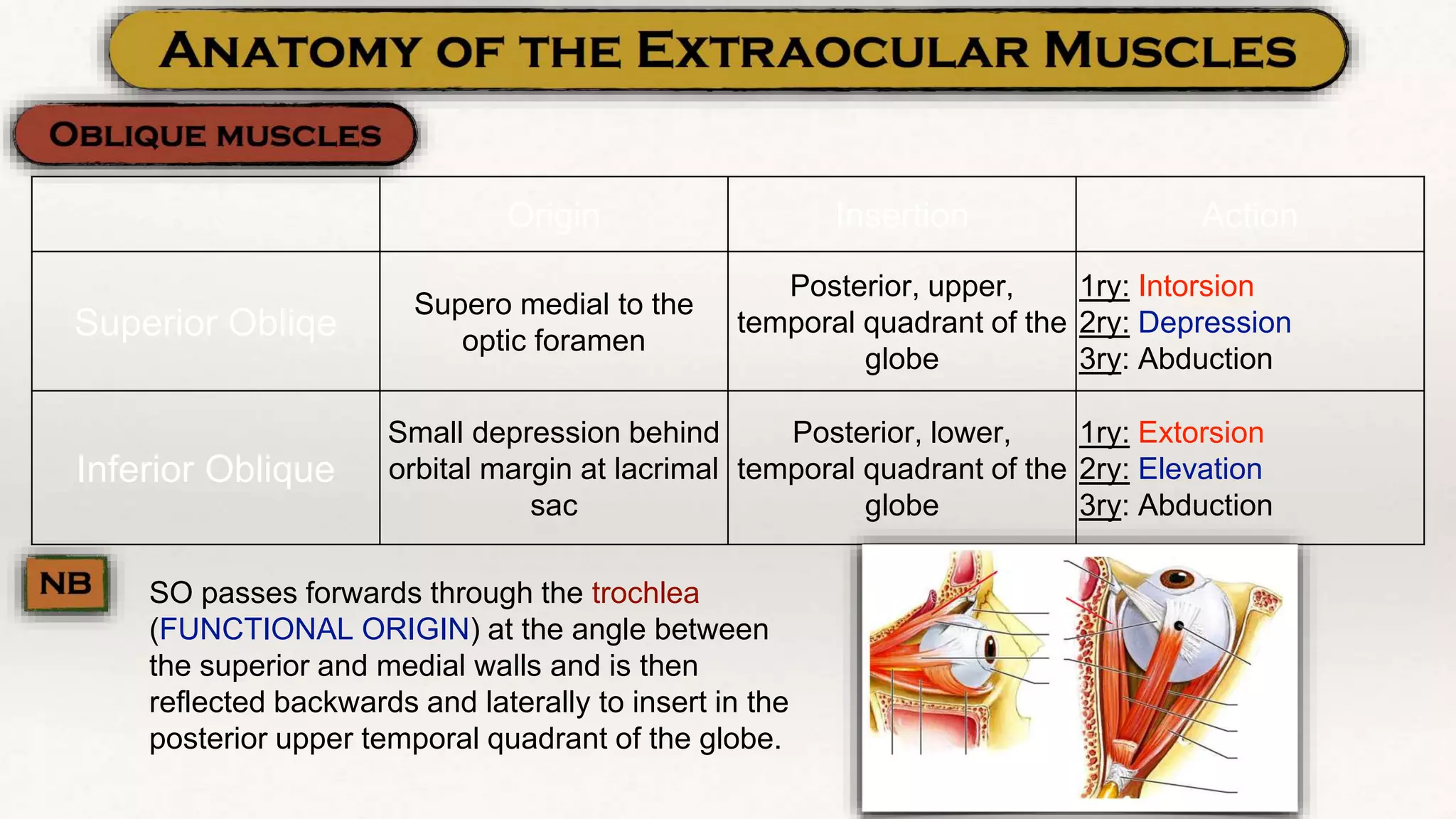 Squint (Anatomy, phsiology) | PPTX