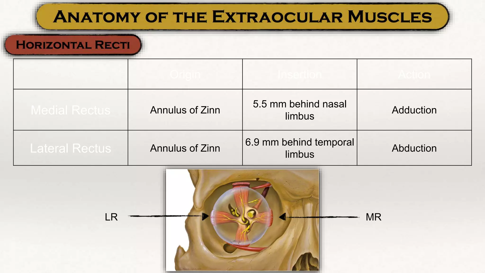 Squint (Anatomy, phsiology) | PPTX