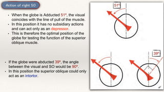 Squint (Anatomy, phsiology) | PPTX
