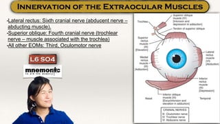 Squint (Anatomy, phsiology) | PPTX