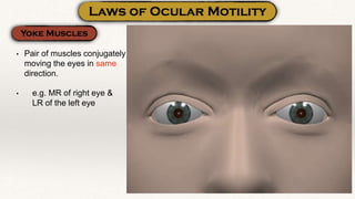 Squint (Anatomy, phsiology) | PPTX