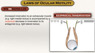 Squint (Anatomy, phsiology) | PPTX